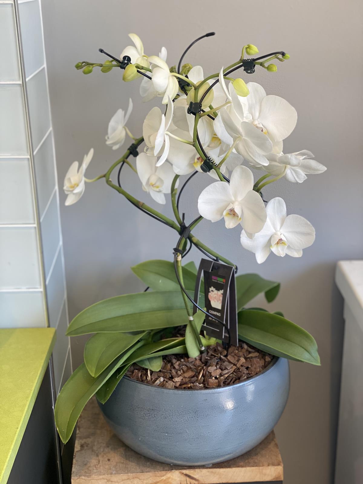 Buy Hurricane Orchids flowers Online | Stavebank Florist