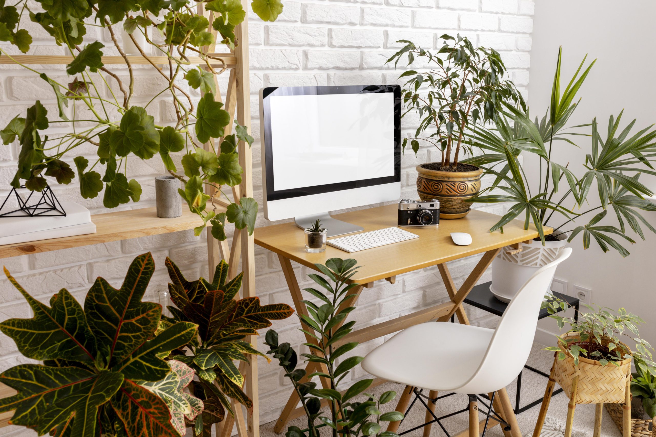 Plants for Home & Office: Enhance Well-being & Productivity